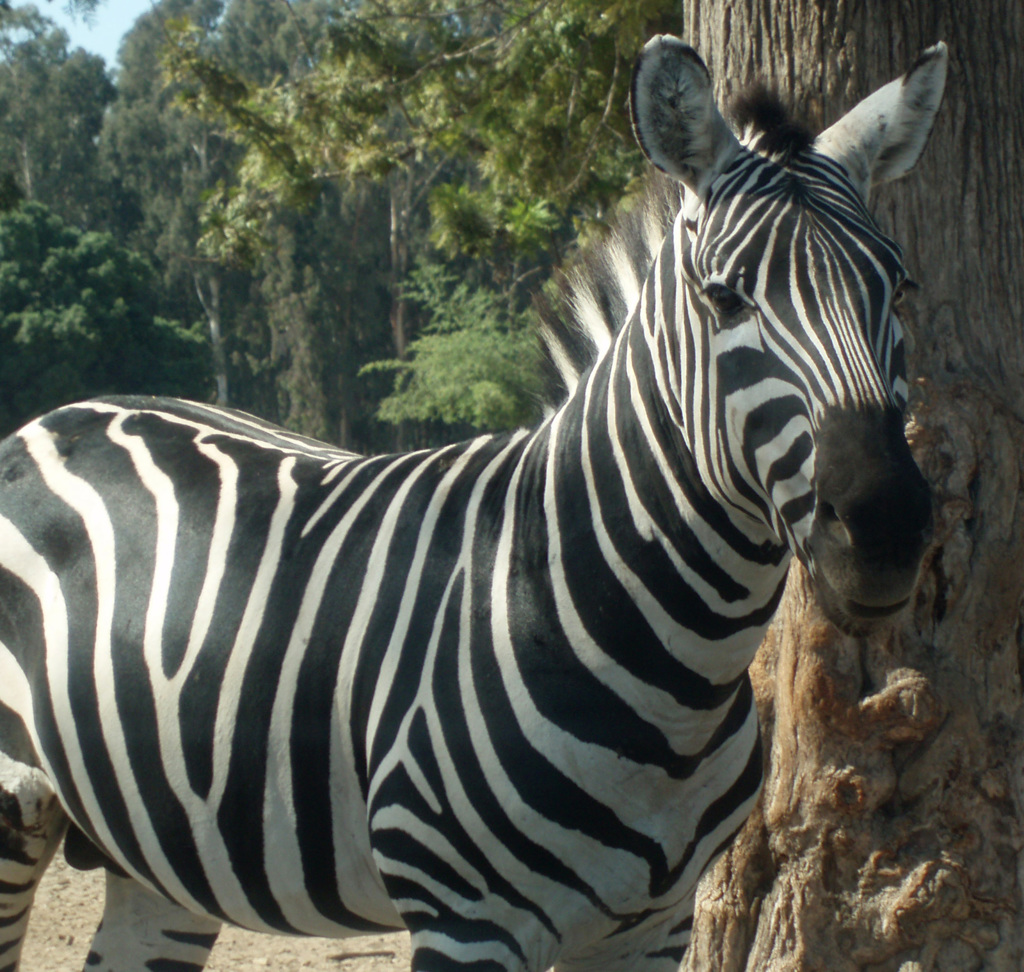 Applying Textures in Pyvista · Issue #159 · pyvista/pyvista-support ...