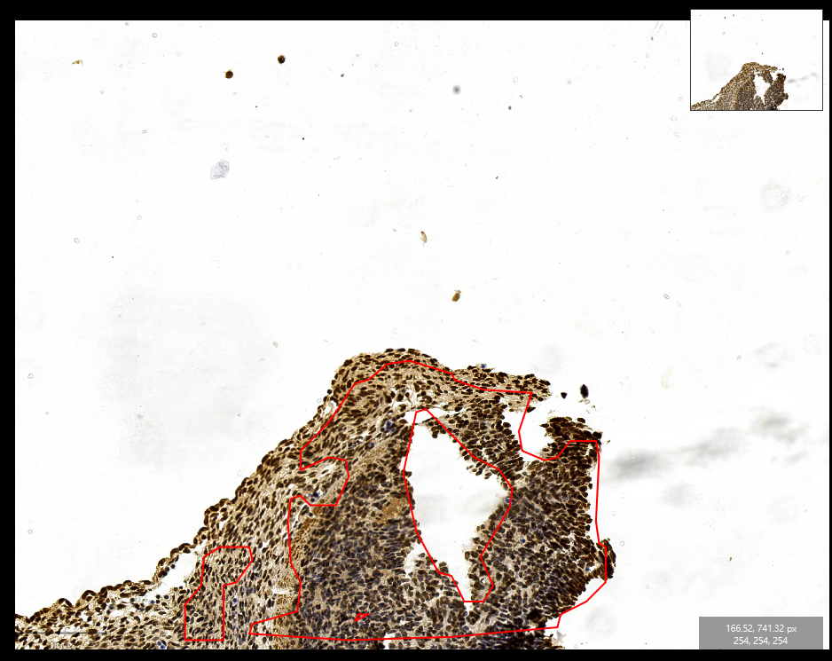 export snapshot · Issue #216 · qupath/qupath · GitHub