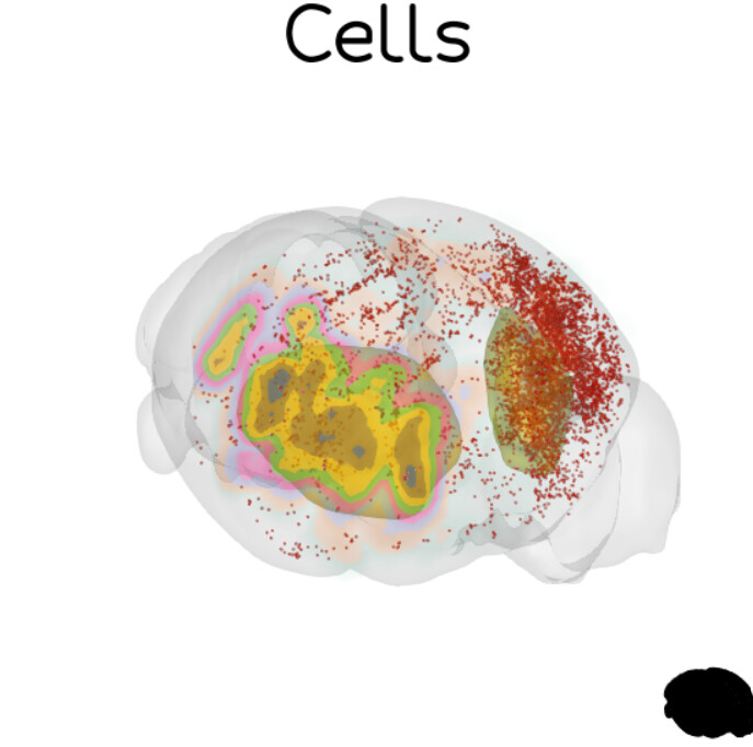 BUG · Issue #213 · brainglobe/brainrender · GitHub