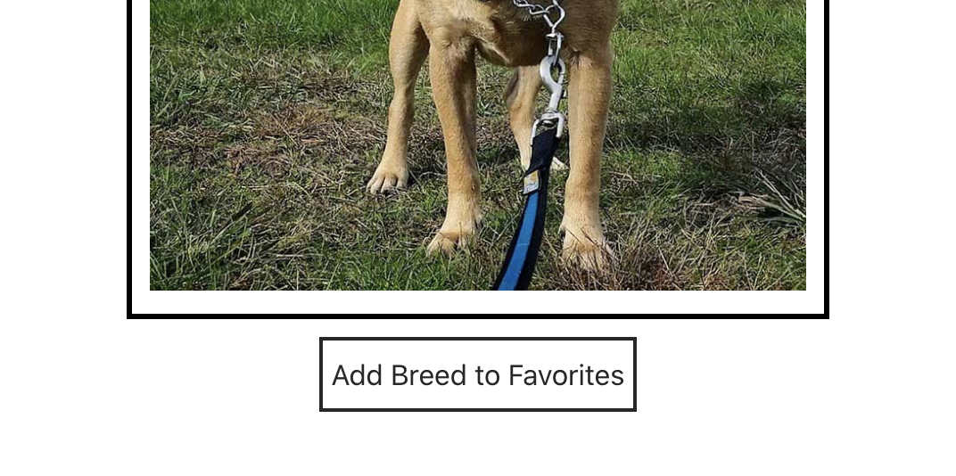 GitHub - ElreyB/favorite-dog-breed