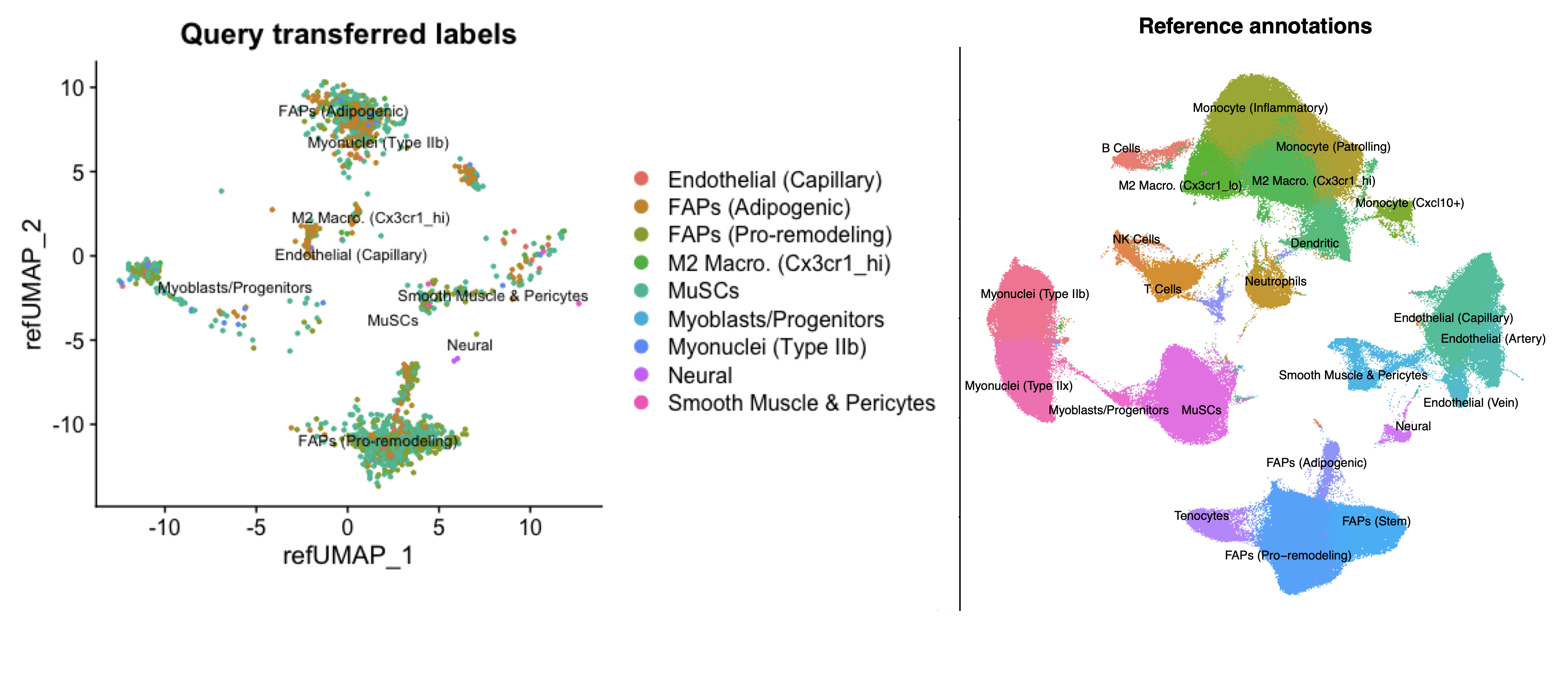 MapQuery: Cell type classification and UMAP projection of query Inconsistent with reference UMAP ...