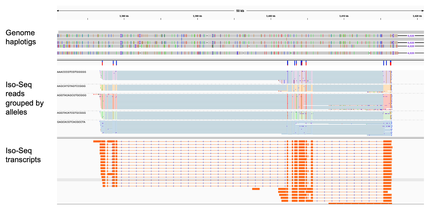 Workflow for haplotype tagged bam in IsoPhase result · Issue #168 · Magdoll/cDNA_Cupcake · GitHub