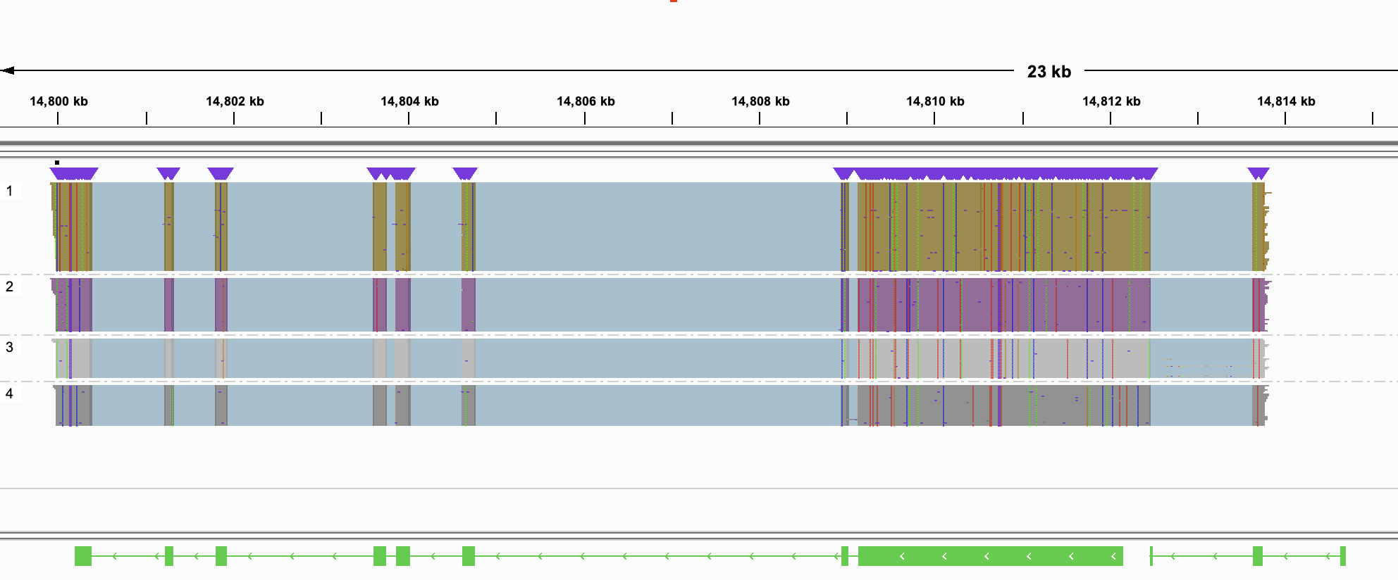 Workflow for haplotype tagged bam in IsoPhase result · Issue #168 · Magdoll/cDNA_Cupcake · GitHub