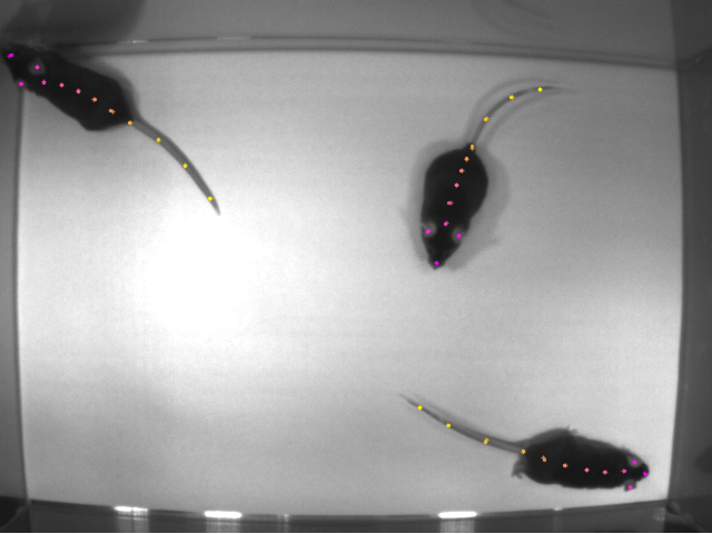 Consistent offset of labels when using EfficientNet · Issue #1509 · DeepLabCut/DeepLabCut · GitHub