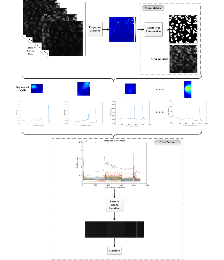 GitHub - gizemdursun/automated-analysis-of-biomedical-signals-obtained-from-calcium-imaging ...