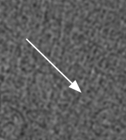 Scaling images corrupts arrow overlays · Issue #125 · imagej/ImageJ ...