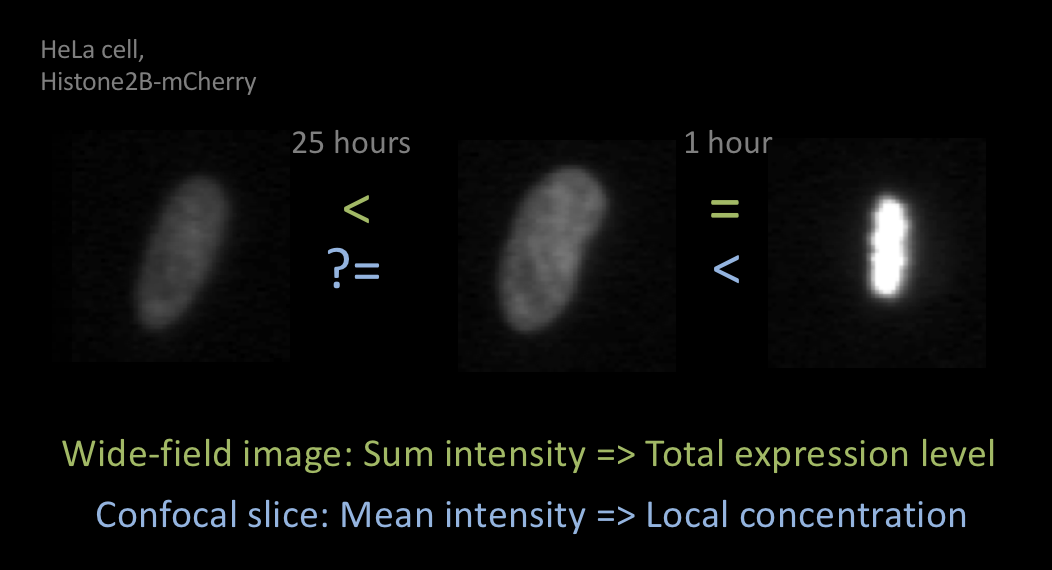 imagej-courses/practicals/intensity-quantification.md at master · embl-cba/imagej-courses · GitHub