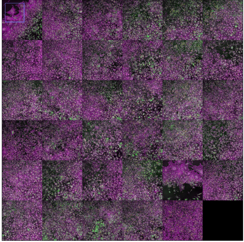 BATCH22_Project_2019_08_03_Adipocyte_CellPainting_Claussnitzer ...