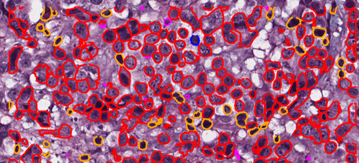 Large numbers of plotted cells will be slow · Issue #254 · annotorious/annotorious · GitHub