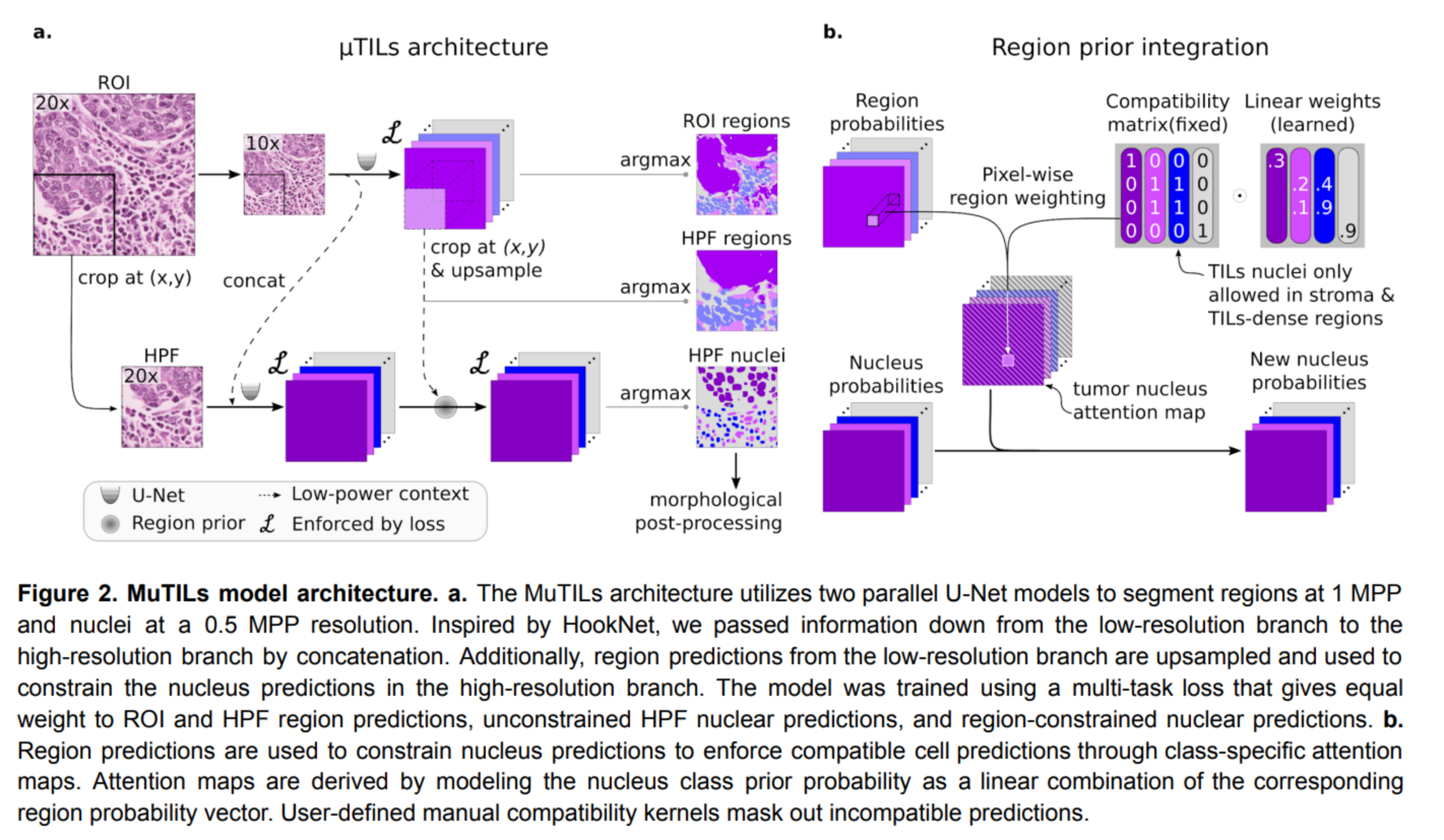 GitHub - PathologyDataScience/MuTILs_Panoptic: Amgad M, Salgado R, Cooper LA. A panoptic ...