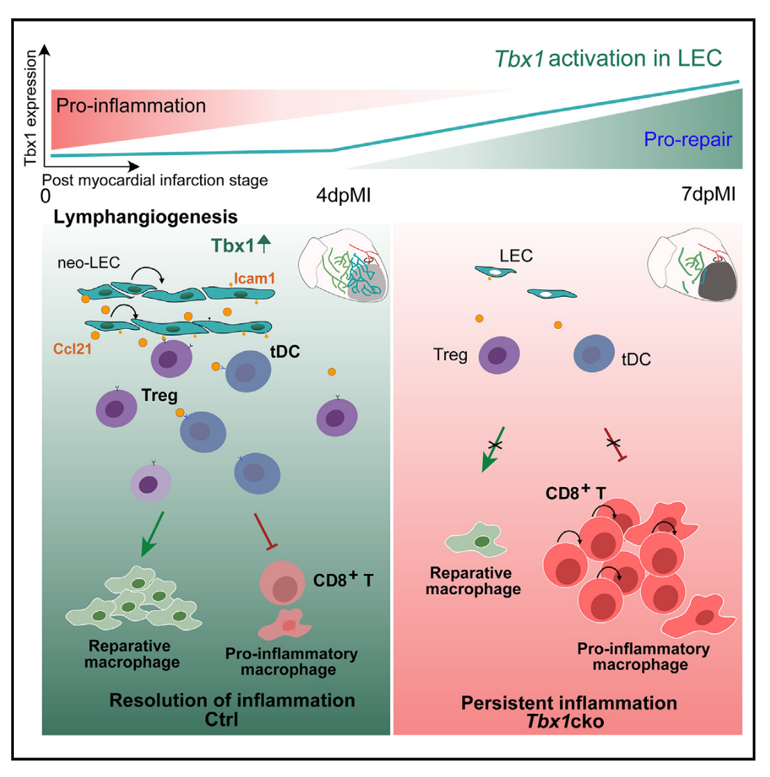 GitHub - minzhang5099/CardiacLymphatics: Code available for Cardiac lymphatic scRNA-seq analysis