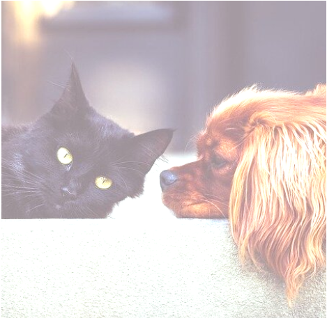 Set image brightness, contrast, saturation and hue by using vips · Issue #108 · libvips/php-vips ...