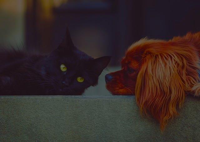 Set image brightness, contrast, saturation and hue by using vips · Issue #108 · libvips/php-vips ...