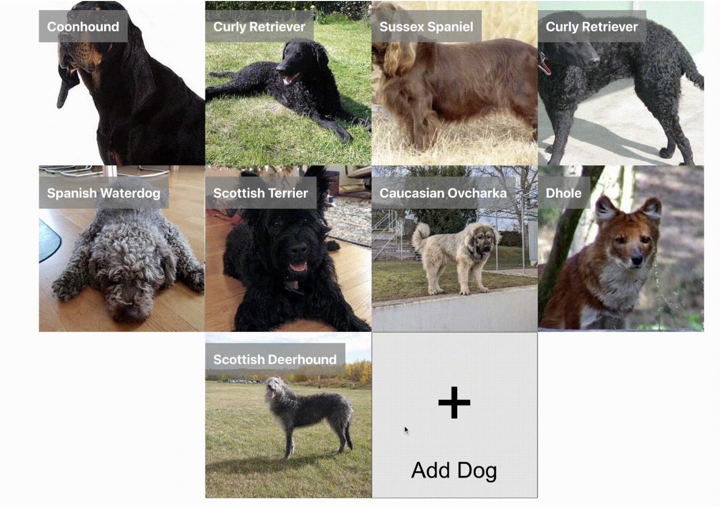GitHub - close-hub/dog-exam: Exam 2