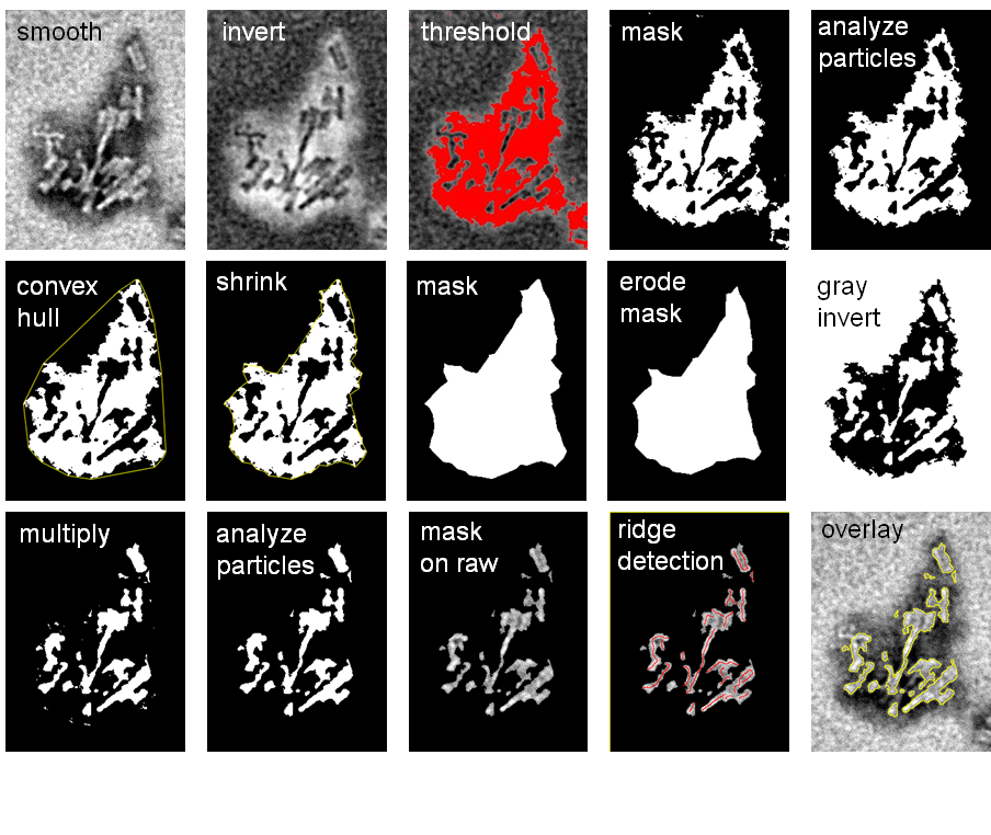 GitHub - rmd13/PFFdetection: detect contour of sonicated PFF( α-syn ...