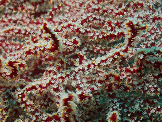 [公众号]Python中怎么对序列数据进行one-hot（独热）编码 · Issue #9 · briantmali/MachineLearning · GitHub