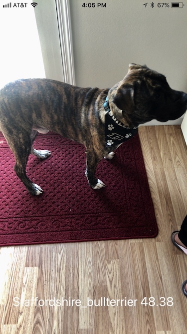 GitHub - will-johnston/dogBreedClassifier: An iOS application that uses ...