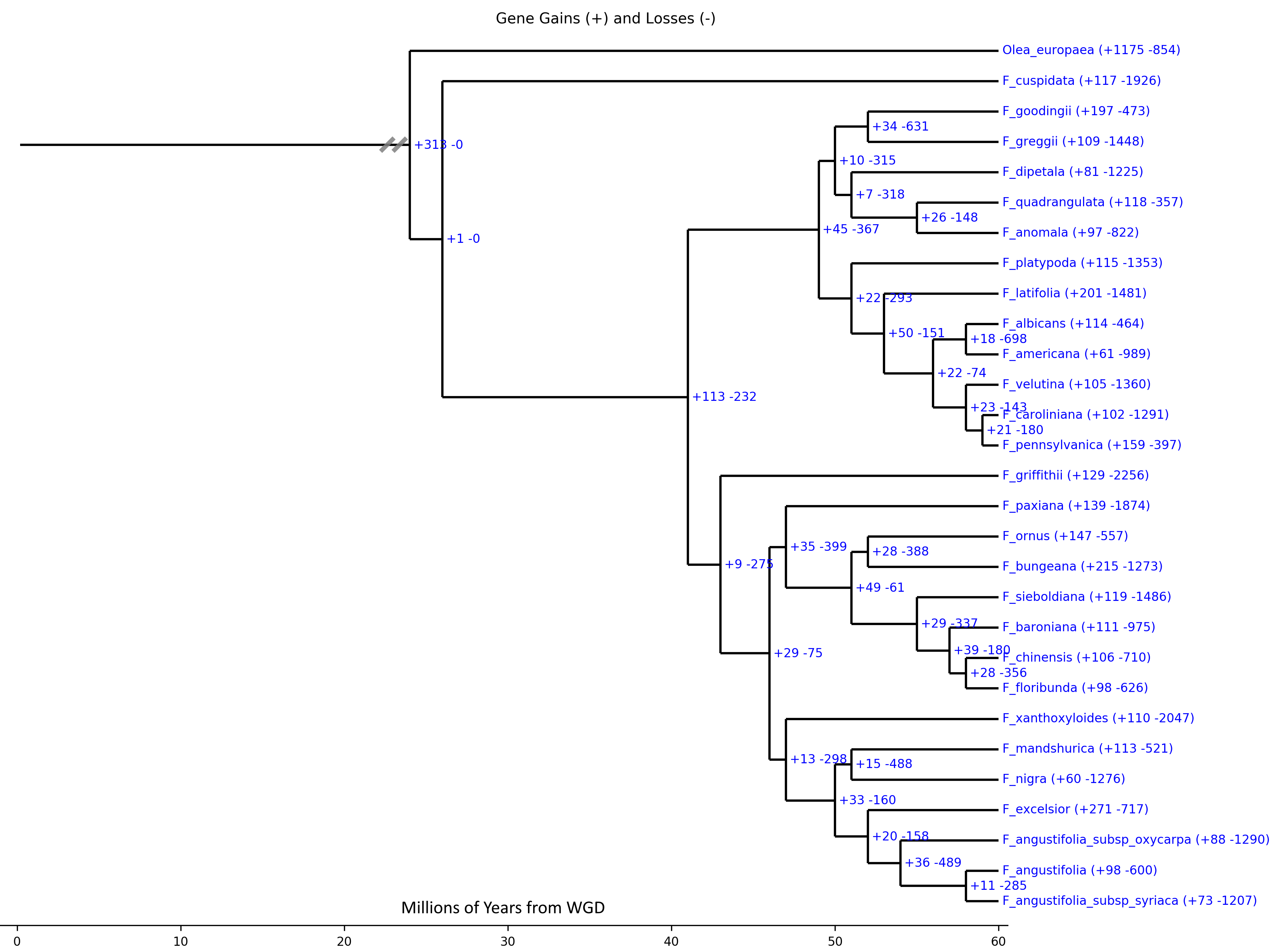 Support for Root nodes of Non-zero length · Issue #43 · hahnlab/CAFE5 · GitHub