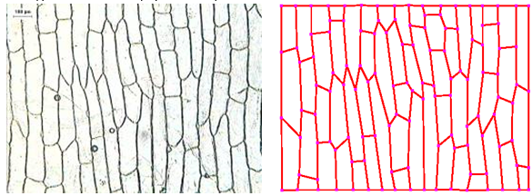 GitHub - JLoodts/Soft-tissue-simulation