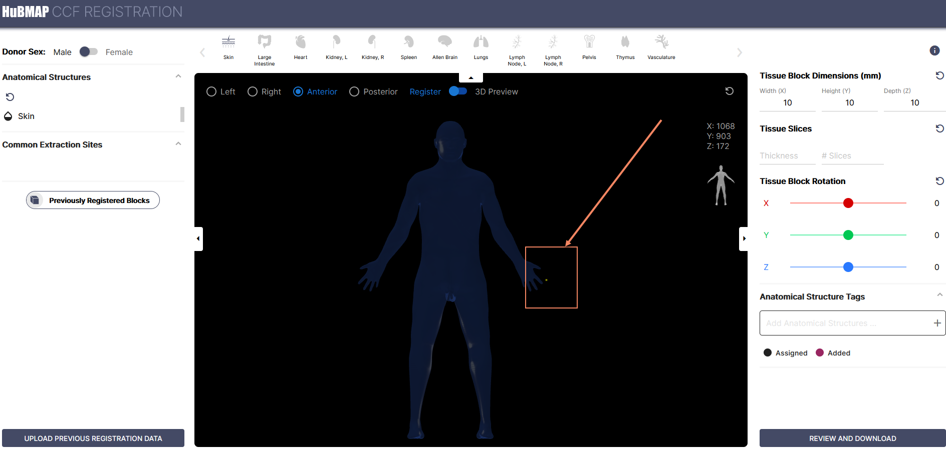 Default tissue block for vasculature and skin becomes small · Issue #664 · hubmapconsortium/ccf ...