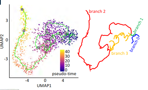 modify code to plot cluster for multiple lineages · Issue #126 · statOmics/tradeSeq · GitHub