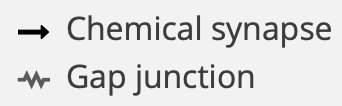 Settle on how to depict the new/3rd connection type · Issue #2 · PrincetonUniversity/neuron ...
