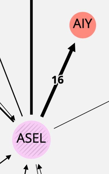 Prevent functional data from diluting chemical synapses & gap junctions and vice versa · Issue ...