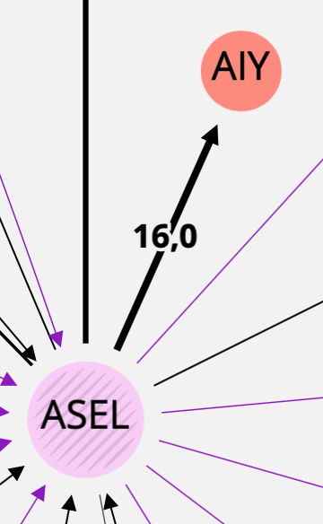 Prevent functional data from diluting chemical synapses & gap junctions and vice versa · Issue ...