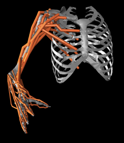 GitHub - MyoHub/myo_sim: Musculoskeletal Models in MuJoCo