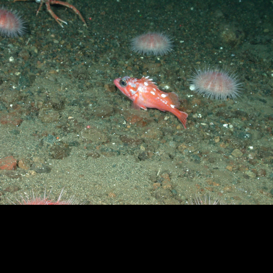 Do Not Error Out When Loading A Subset Of Images From Those Contained In A Csv · Issue 1329