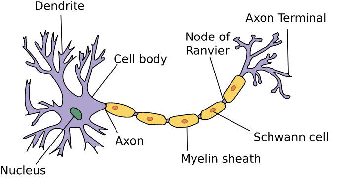Dịch ảnh "Neuron.svg" · Issue #605 · d2l-ai/d2l-vi · GitHub