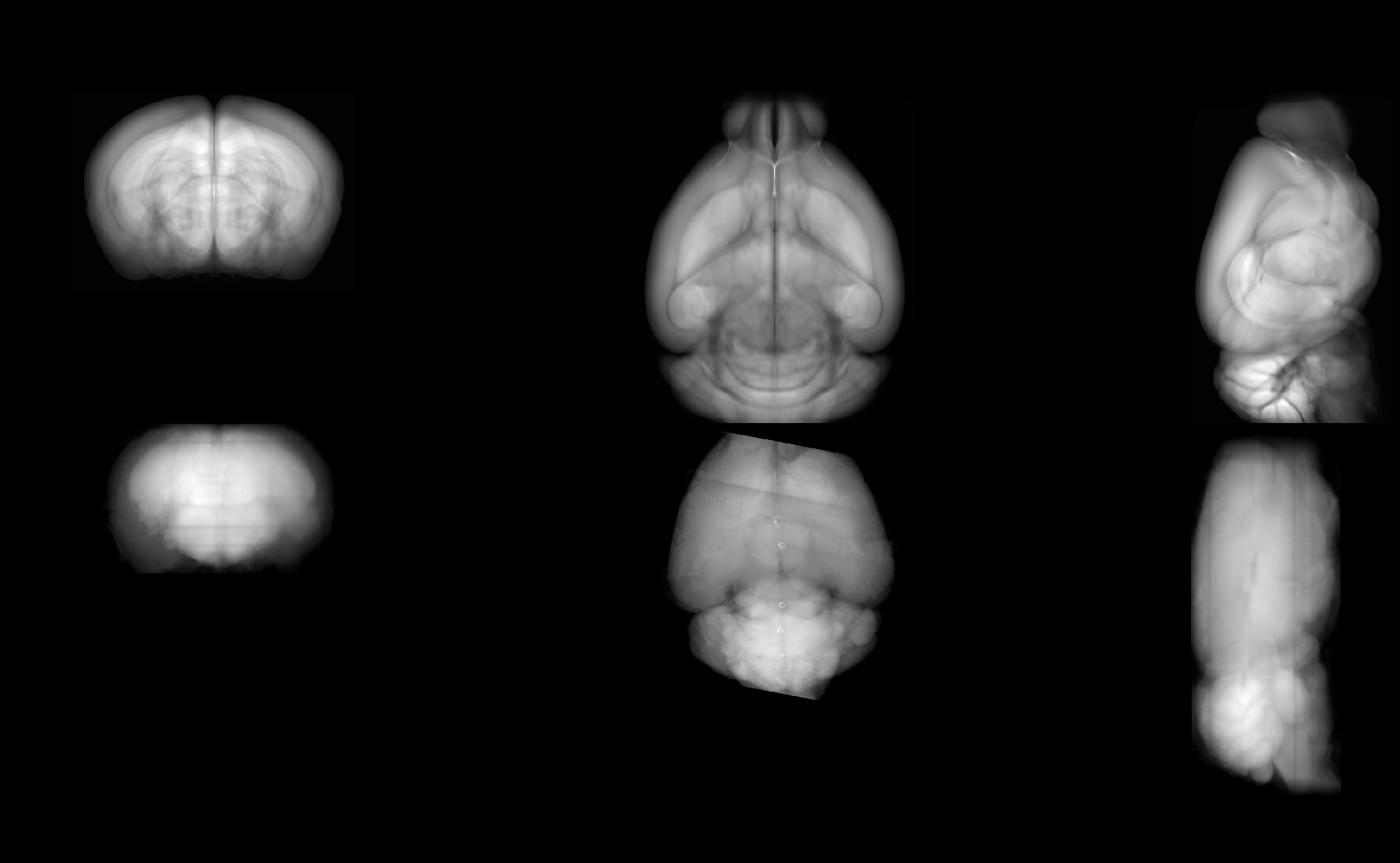 Tool to check for orientation · Issue #59 · brainglobe/brainreg · GitHub