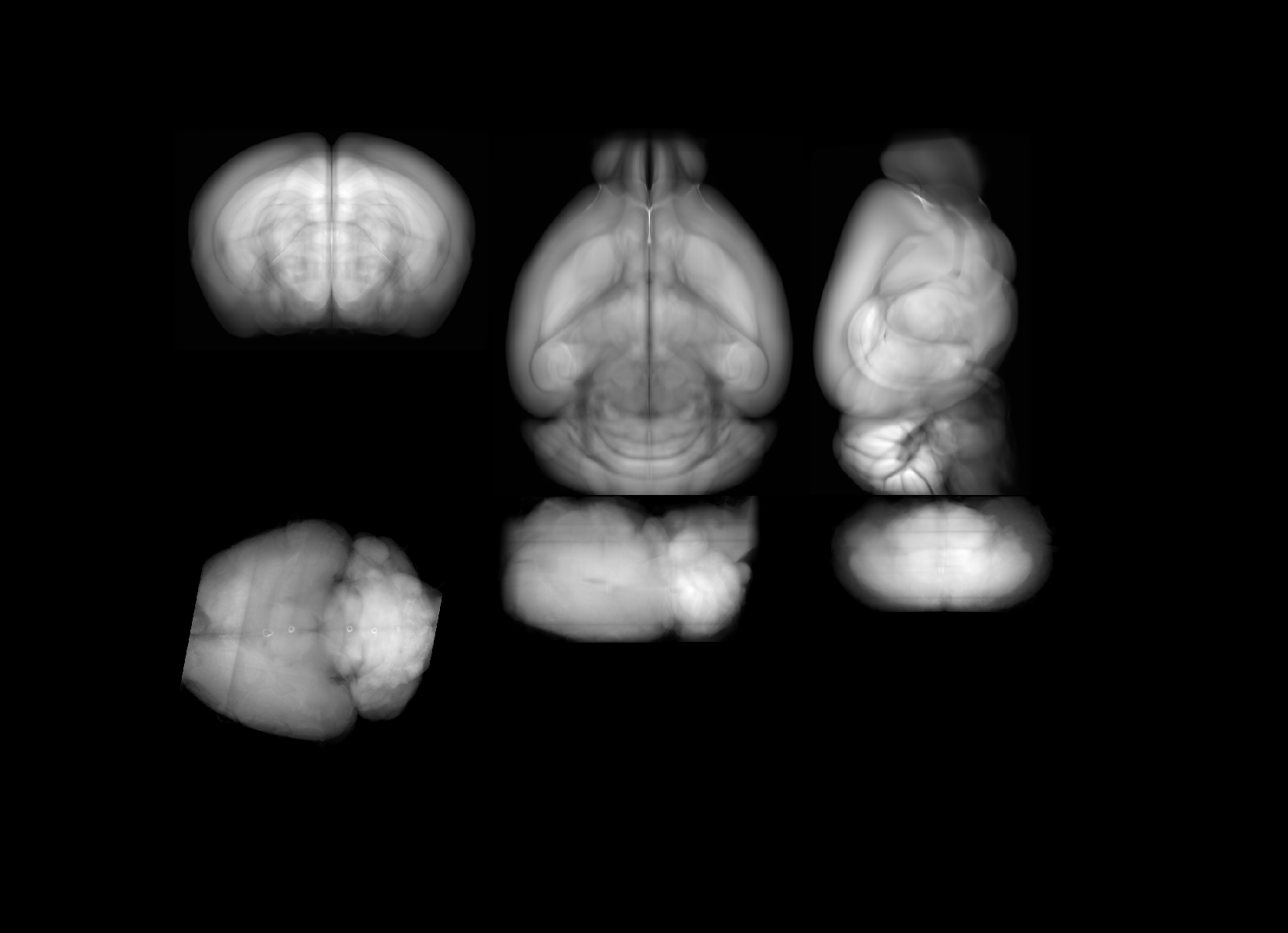 Tool to check for orientation · Issue #59 · brainglobe/brainreg · GitHub