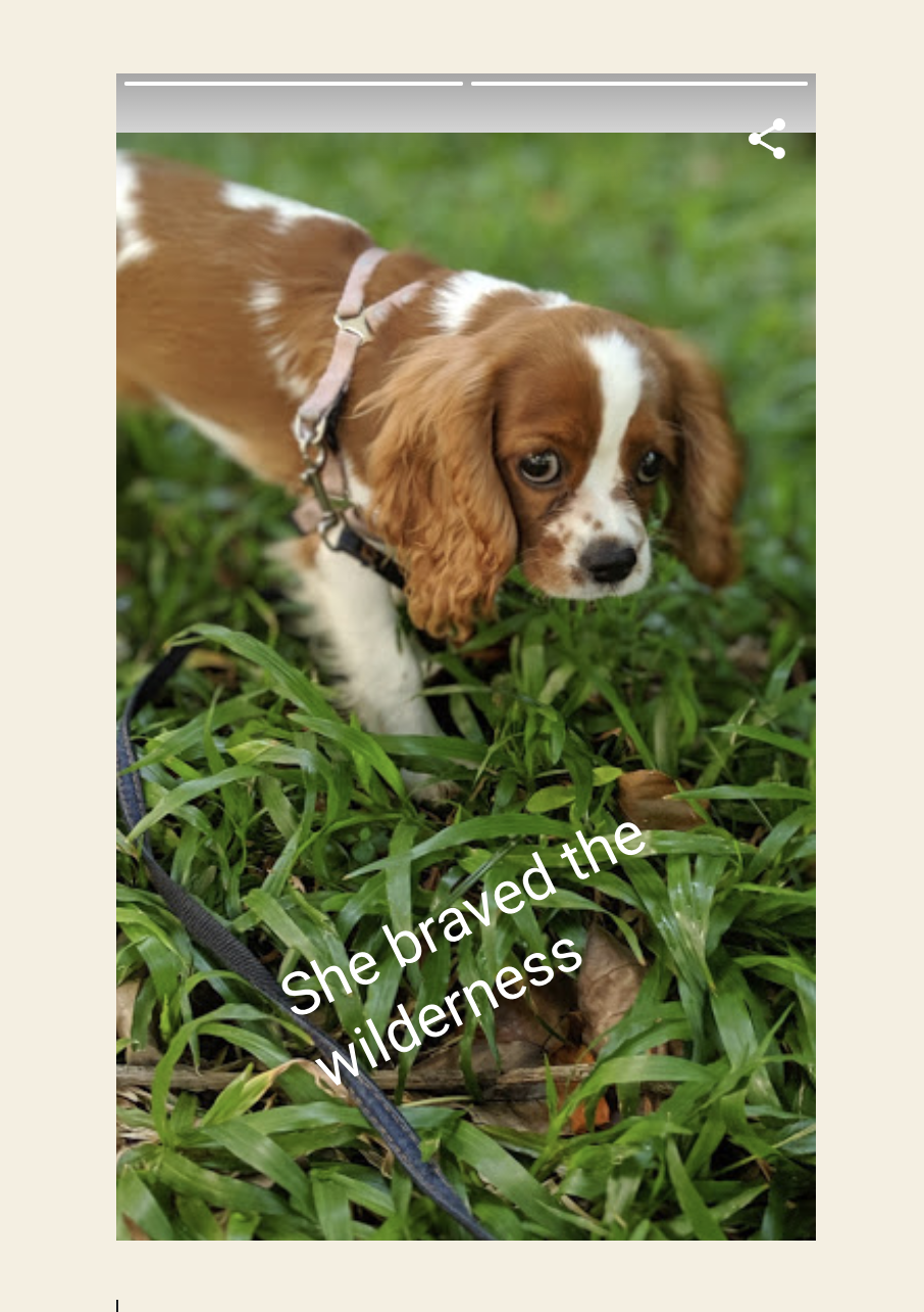 WordPress oEmbed support · Issue #1687 · GoogleForCreators/web-stories-wp · GitHub