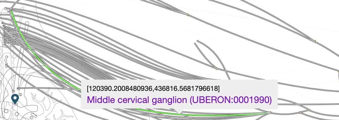 Nerve has incorrect annotation · Issue #1 · AnatomicMaps/human-flatmap · GitHub