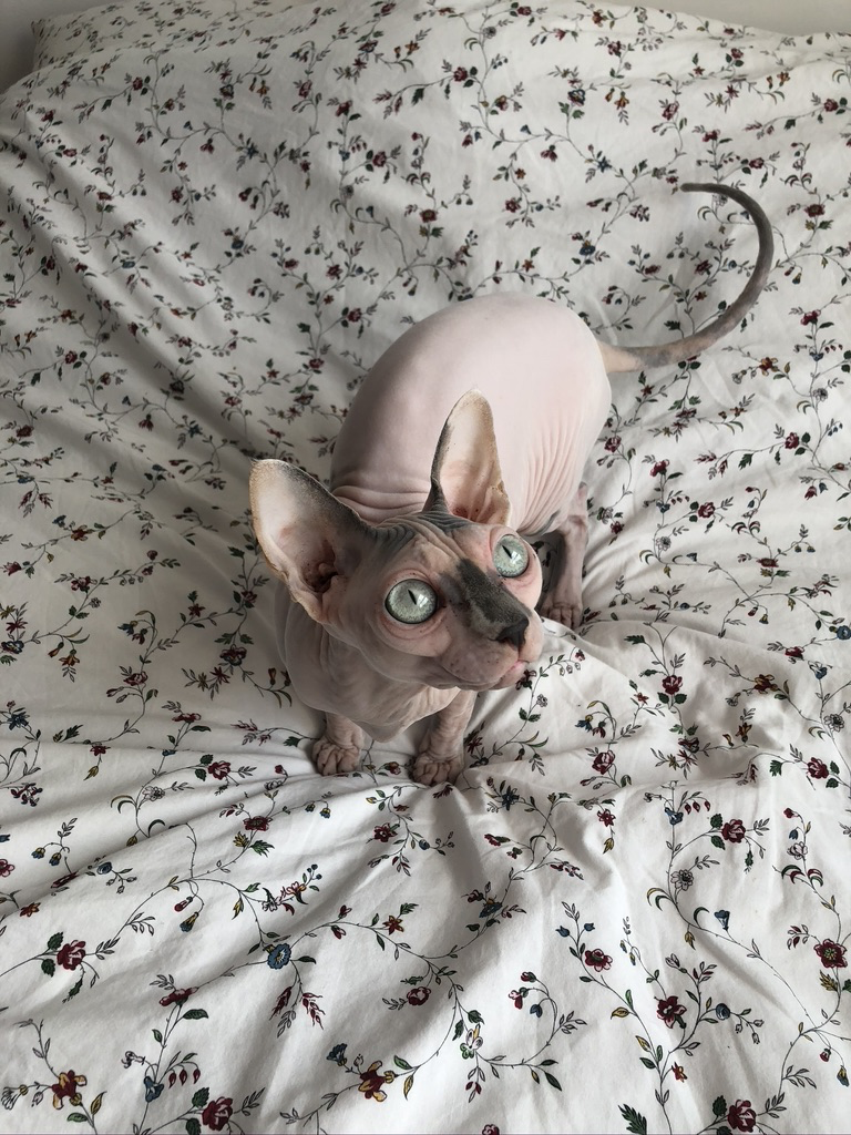 GitHub - dkarasiewicz/miku