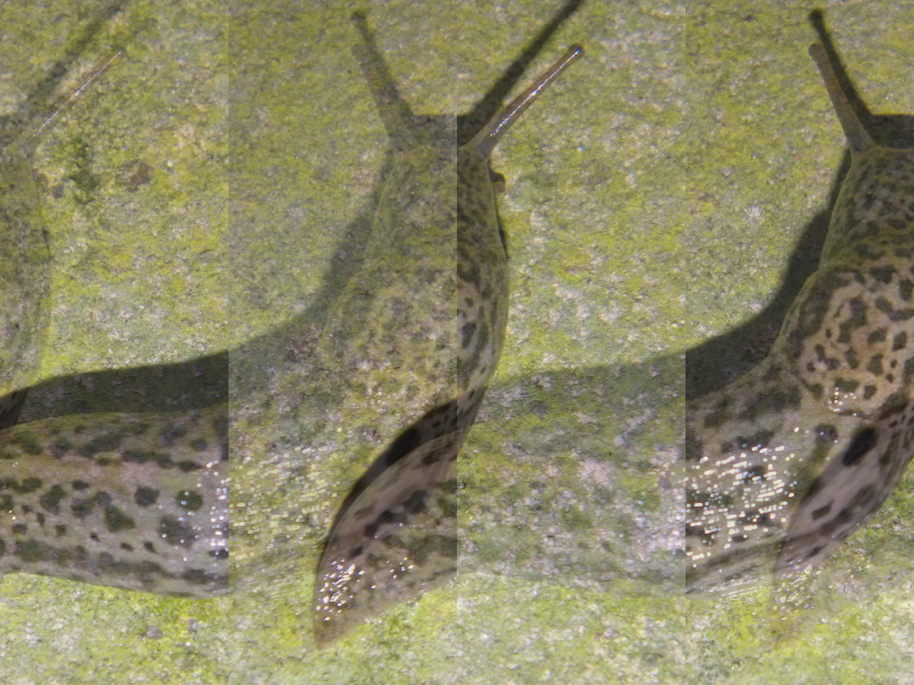 Image flipping transforms do not work as expected. · Issue #528 · dotnet/TorchSharp · GitHub