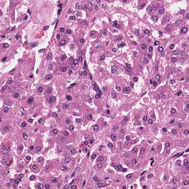 The Size Of Origin Prediction · Issue 79 · Hrnethrnet Semantic Segmentation · Github