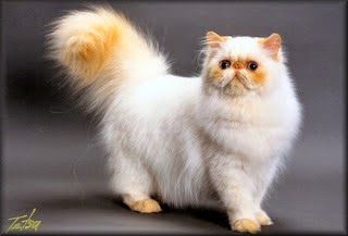 GitHub - amenglong/cat_recognition_dnn: Cat image recognition ...