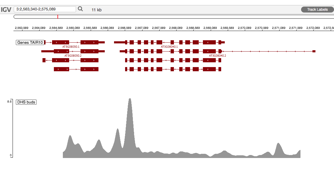 no luck creating TAIR10 gene annotation track · Issue #507 · igvteam/igv.js · GitHub