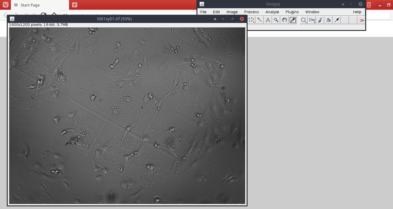 ImageJ/FIJI Linux Image Window will not maximize until 'zoom' is applied · Issue #75 · imagej ...