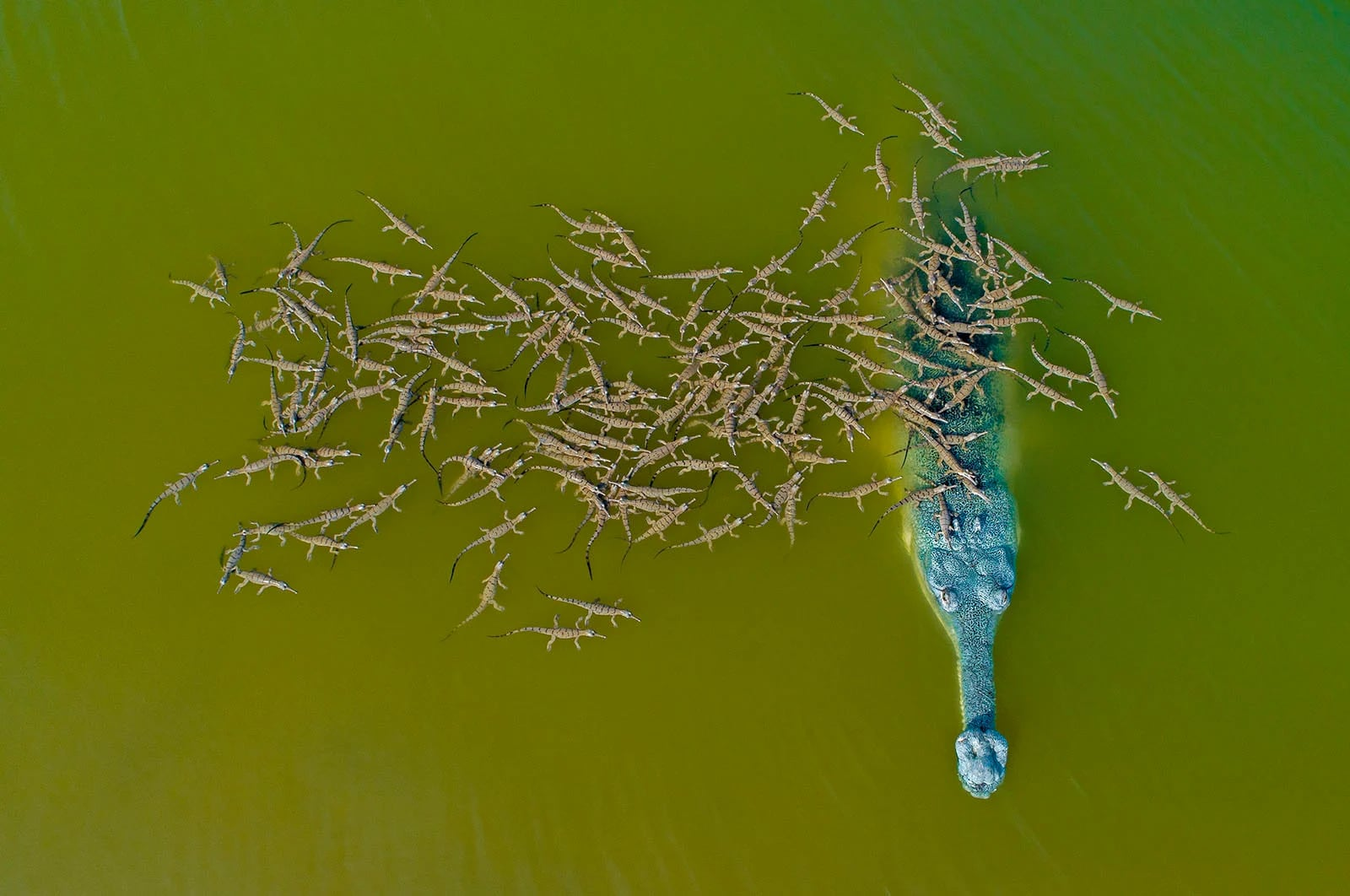 【推荐】封面 | 鳄鱼的后代 · Issue #1040 · openbiox/weekly · GitHub