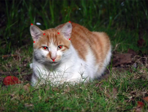 Cat-Face-Recognition/images.md at main · jaewoocho/Cat-Face-Recognition ...