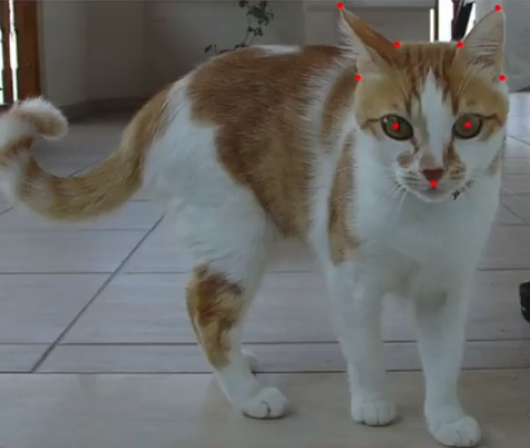 Cat-Face-Recognition/images.md at main · jaewoocho/Cat-Face-Recognition ...