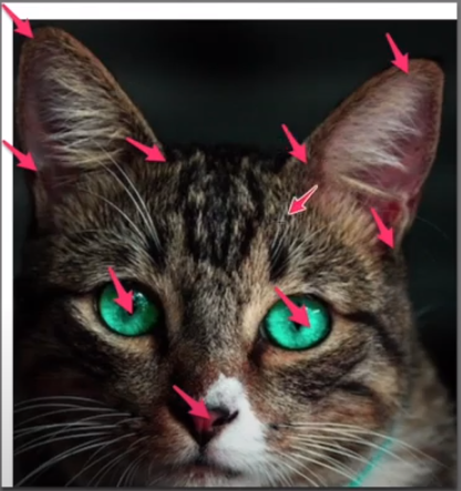 Cat-Face-Recognition/images.md at main · jaewoocho/Cat-Face-Recognition ...