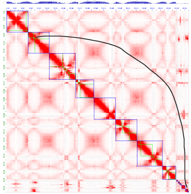 How much we can trust contigs achieved from HiFiasm · Issue #246 ...