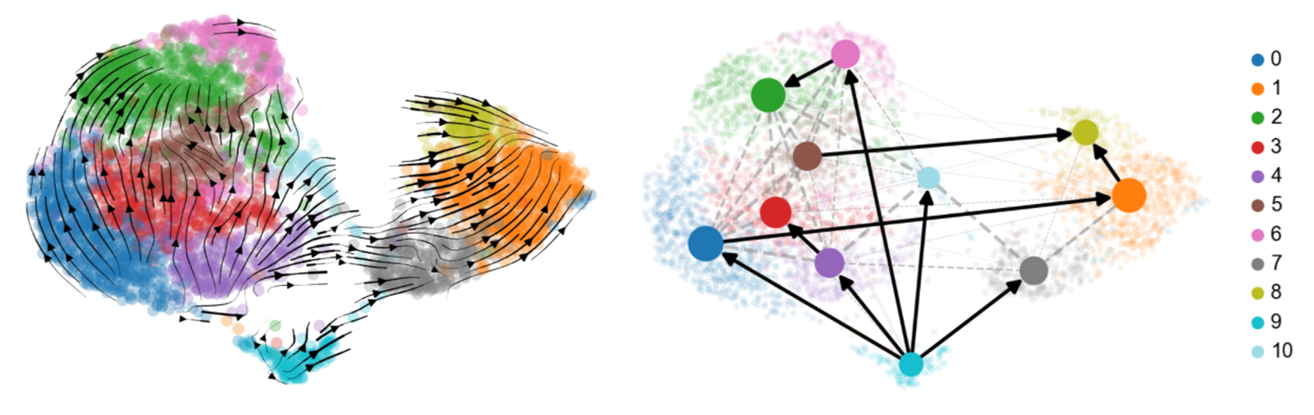 velocity stream and PAGA arrows direction are opposite · Issue #313 · theislab/scvelo · GitHub