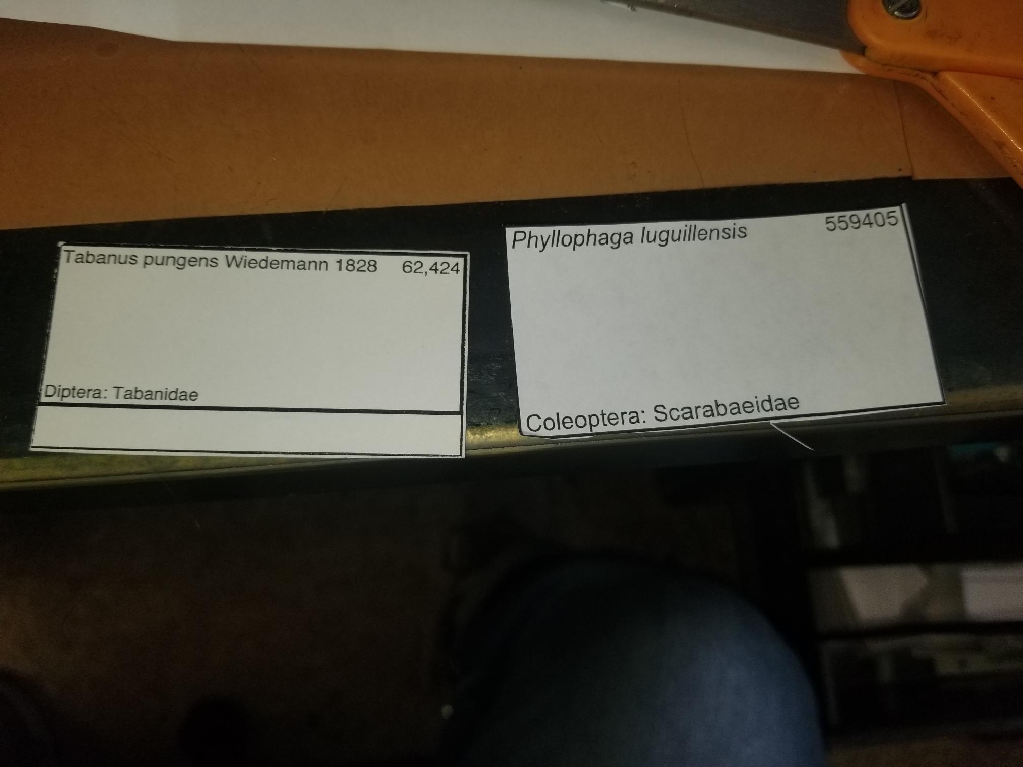 Bug Unit Tray Labels Need Botton 14 Inch Clear · Issue 3191 · Speciesfilegrouptaxonworks 
