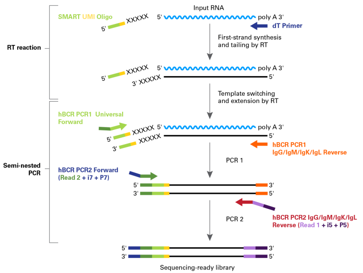 TRUST4 compatible w/ 5'RACE enriched libs · Issue #134 · liulab-dfci/TRUST4 · GitHub