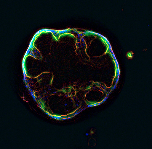 Stack 2D Tiff Images to 3D Model for Volumetric Rendering · Issue #19 ...